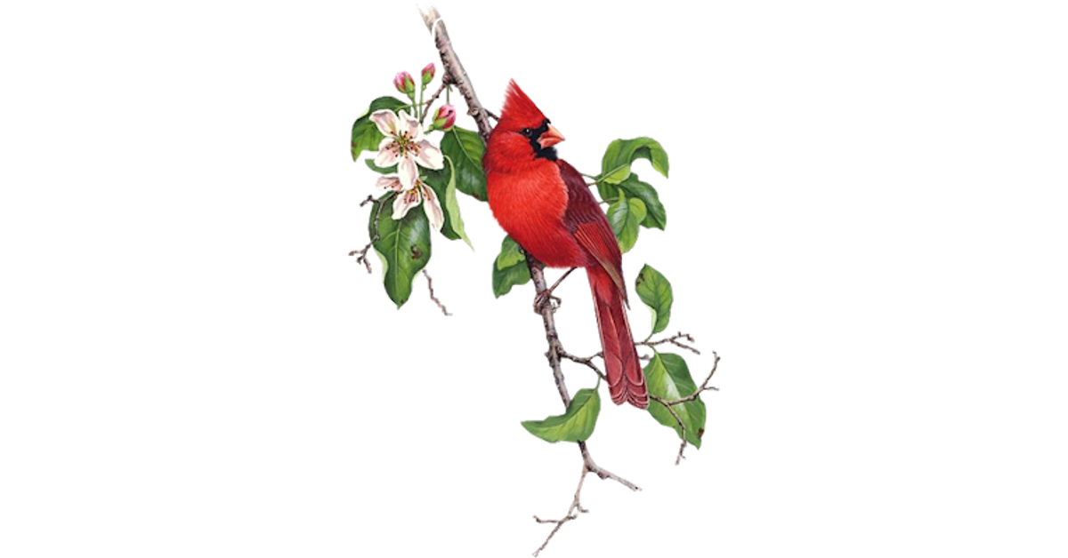 Products – Red Cardinal Store
